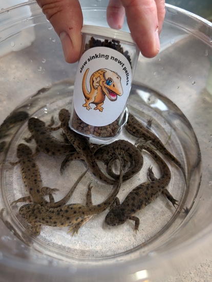 Spanish Ribbed Newts by Sticky Lizards