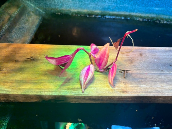 Pink Tradescantia Terrarium Plant by Paul’s Reptile Room