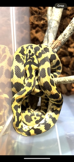 F1 Papuan Female 08/24 Irian Jaya Carpet Python by Paul’s Reptile Room
