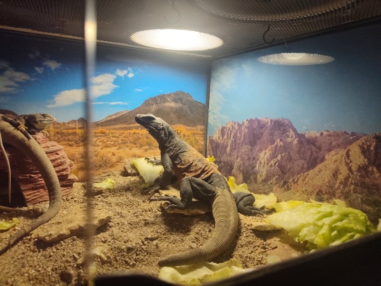 Redback Chuckwallas And Females More Lizard by Desert reptiles