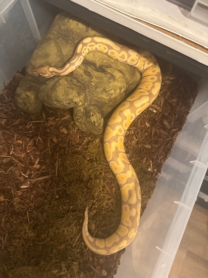 Ball Python Collection by Paul’s pythons