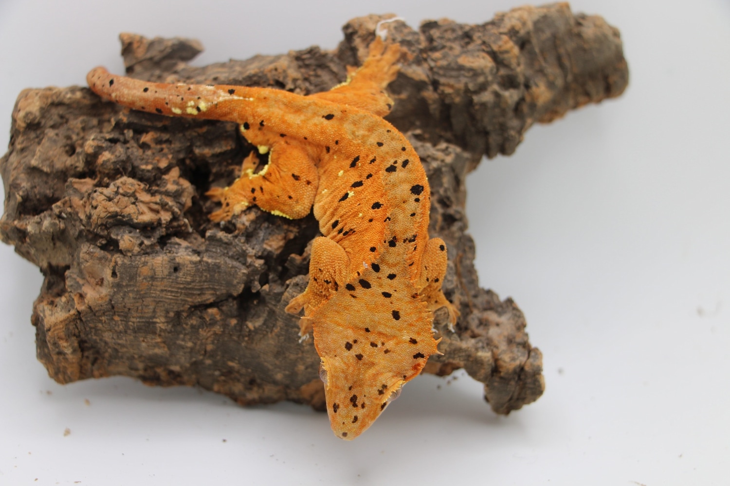 Orange Ink Spot Dalmation Crested Gecko by PGD Exotics - MorphMarket