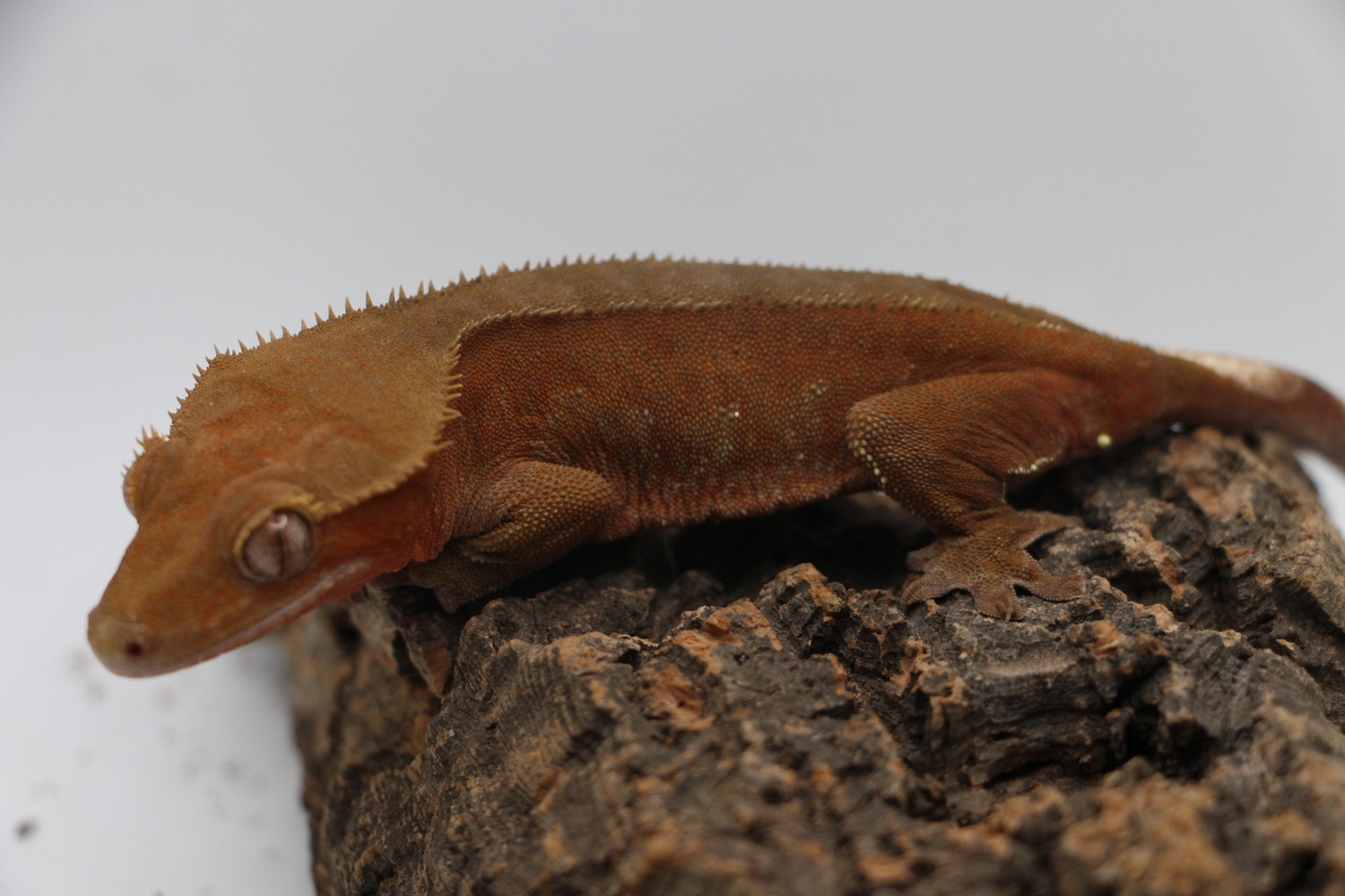 Red Phantom Crested Gecko by PGD Exotics - MorphMarket