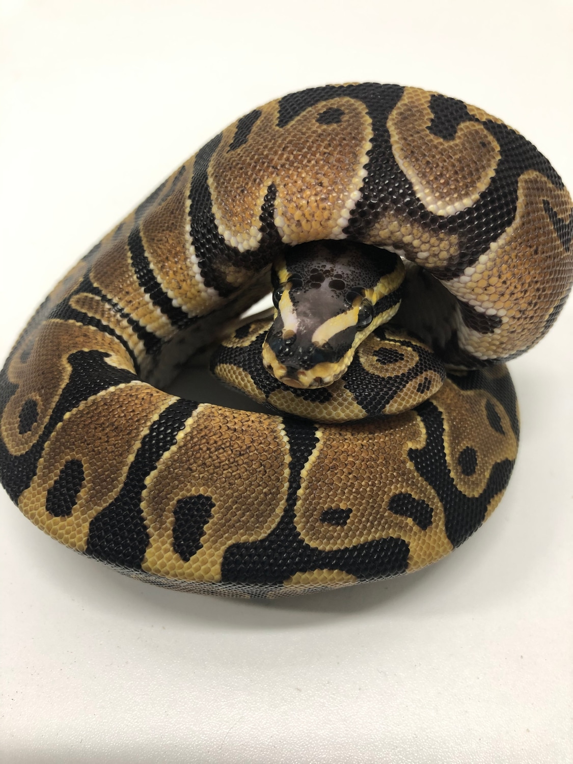 Scaleless Head Het Lavender Ball Python by R.P.K. Exotics - MorphMarket