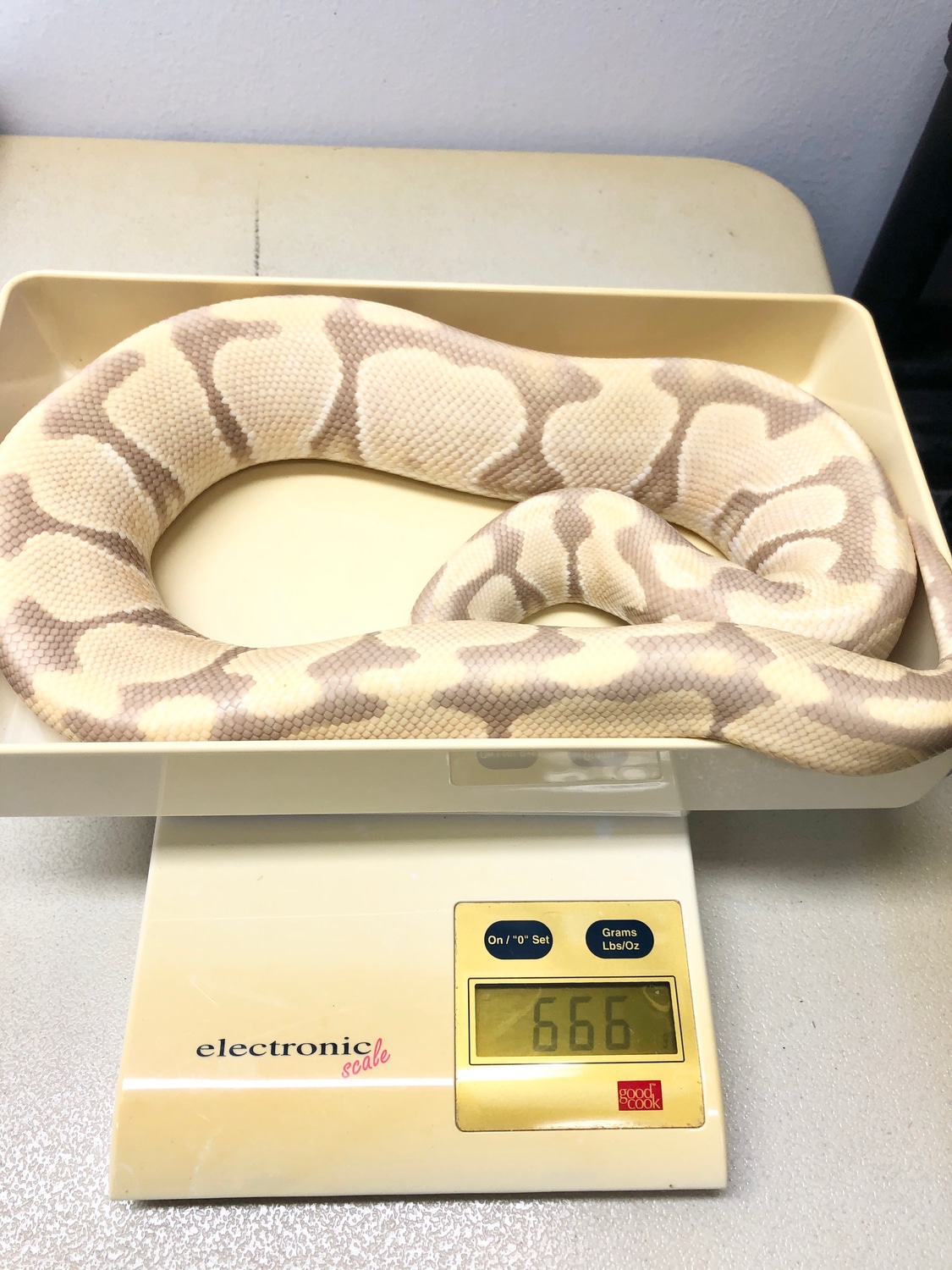2016 Toffee Male Ball Python by R.P.K. Exotics - MorphMarket