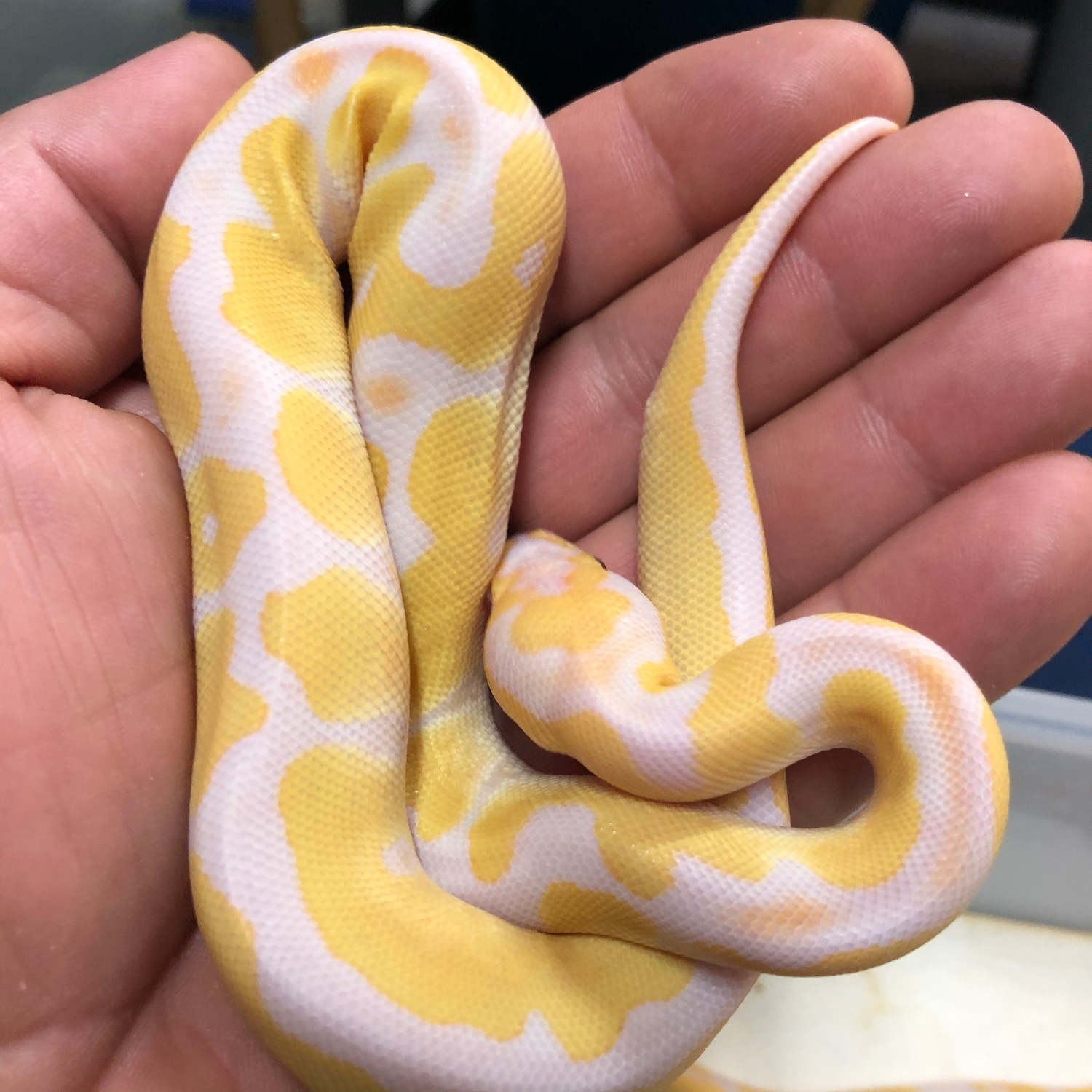 Lavender Clown Het Axanthic Ball Python by R.P.K. Exotics - MorphMarket