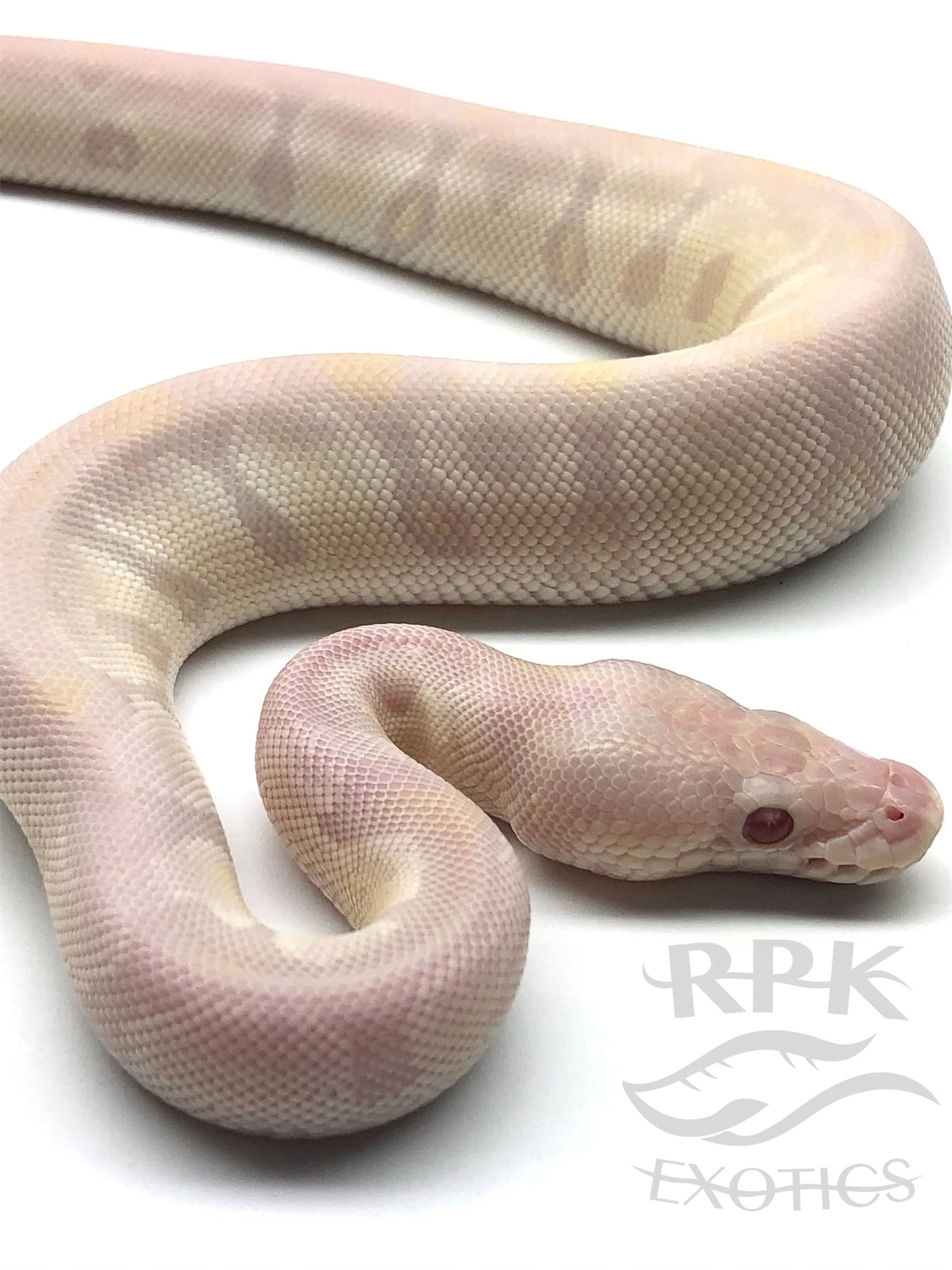 Lavender VPI Axanthic Clown Ball Python by R.P.K. Exotics - MorphMarket