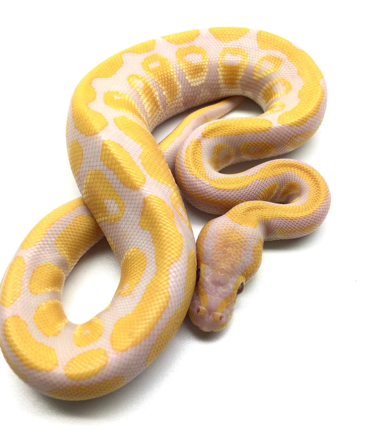 Lavender Albino Dh Axanthic/clown Ball Python by R.P.K. Exotics ...