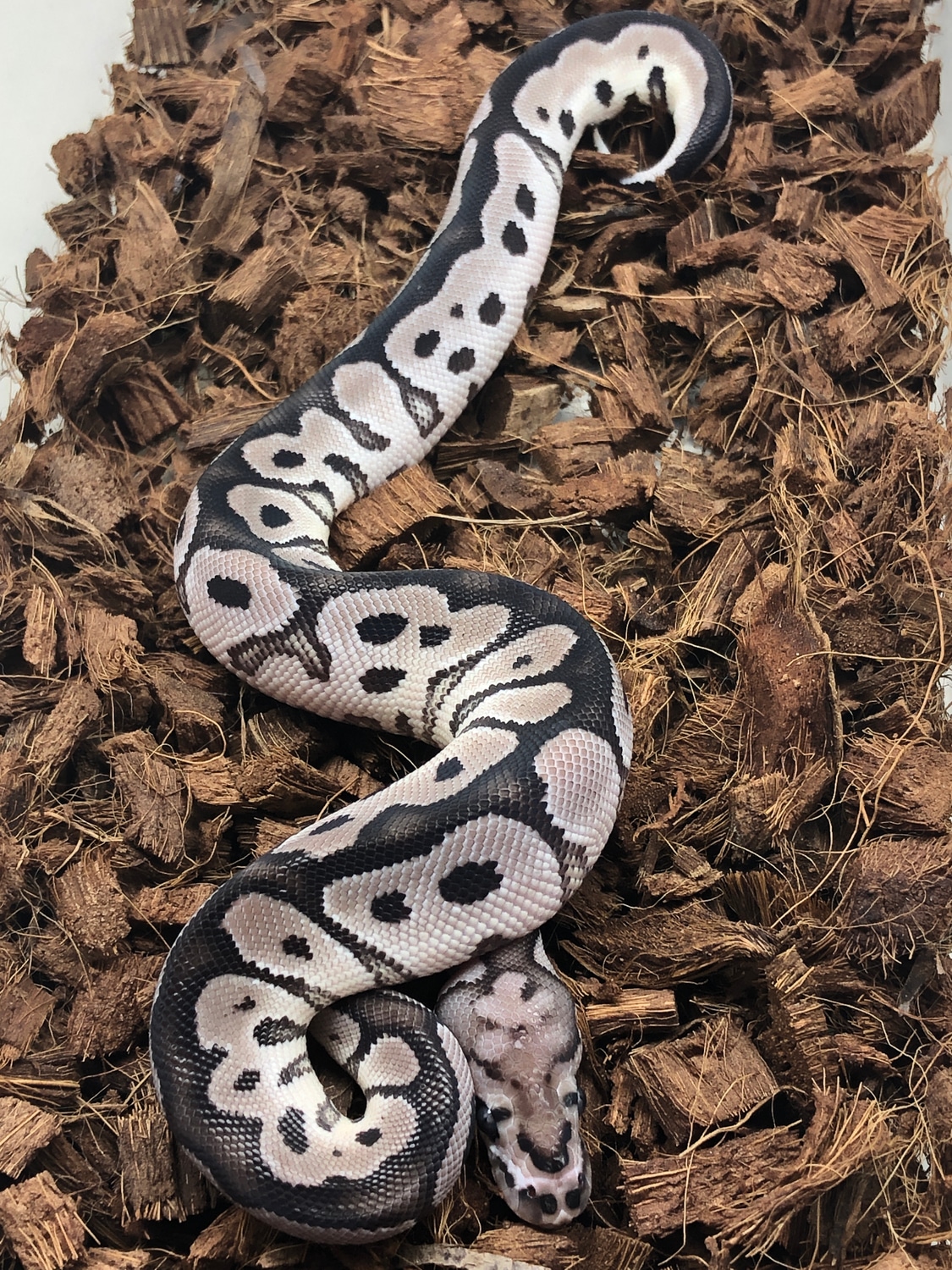 VPI Axanthic Clown Ball Python by R.P.K. Exotics - MorphMarket