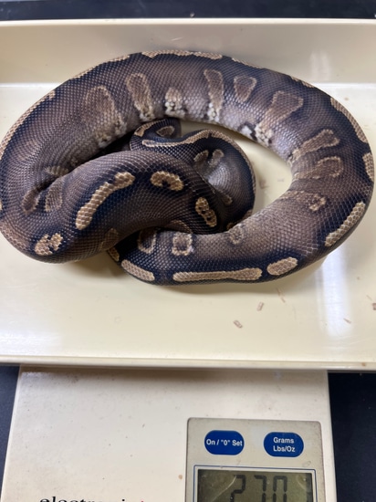 Ghi Stranger Ember Ball Python by R.P.K. Exotics