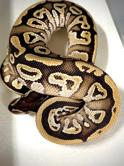 Mojave Het Nazca(Paint/sentinel) Het Pied Ball Python by R.P.K. Exotics