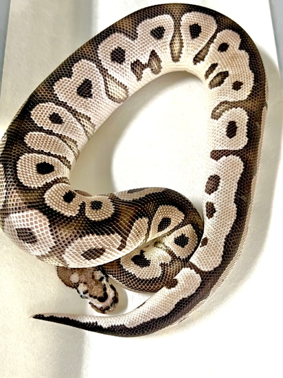 VPI Axanthic Clown 66ph Lavender Ball Python by R.P.K. Exotics