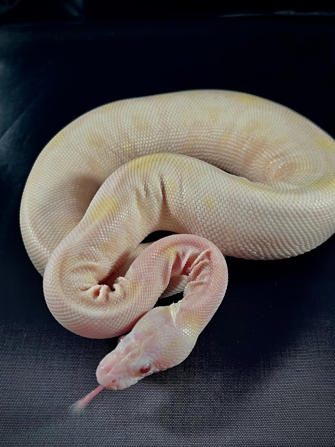 Lavender Snow Clown Ball Python by R.P.K. Exotics - MorphMarket