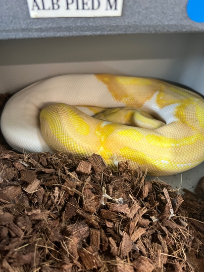 2019 Albino Pied Proven Breeder Male Ball Python by R.P.K. Exotics