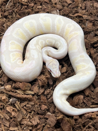 XMAS Special VPI Lavender Snow Het Clown Ball Python by R.P.K. Exotics