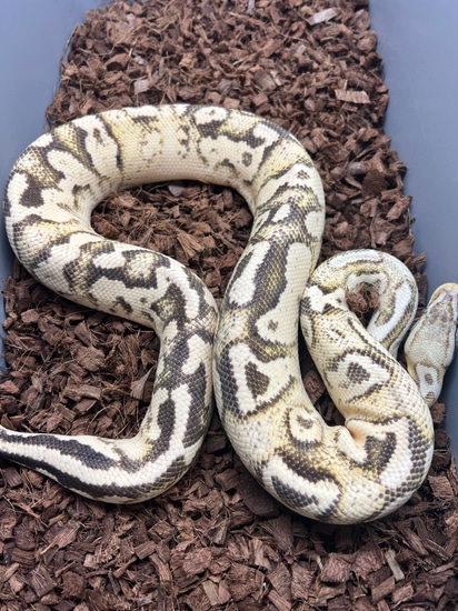 SuperFly Yellowbelly Free Shipping!! Ball Python by R.P.K. Exotics