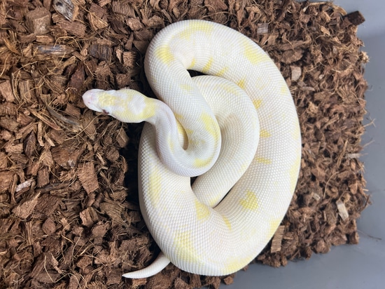 Lavender Snow Clown Ball Python by R.P.K. Exotics