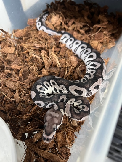 Axanthic Clown 66% Het Lavender Albino Ball Python by R.P.K. Exotics