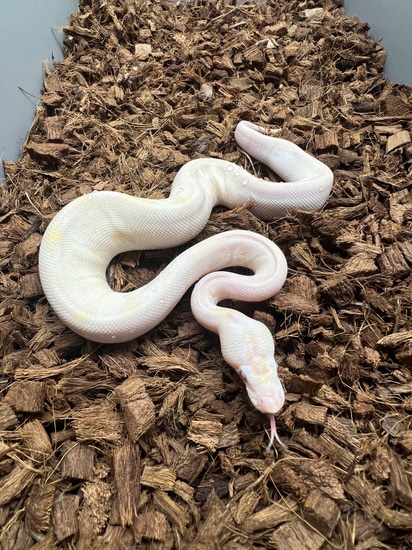 Lavender Snow Clown Ball Python by R.P.K. Exotics