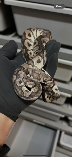 Axanthic Clown Het Lavender Ball Python by R.P.K. Exotics