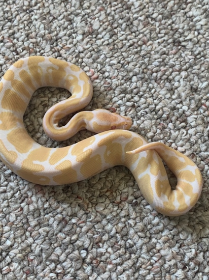 Leopard Albino Ball Python by P&B balls