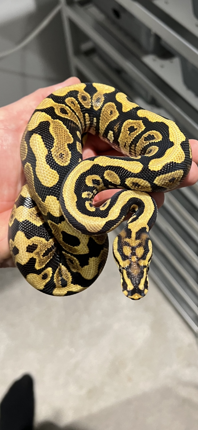 Spotnose Redstripe Vanilla Yellow Belly Ball Python by Rollercoaster ...