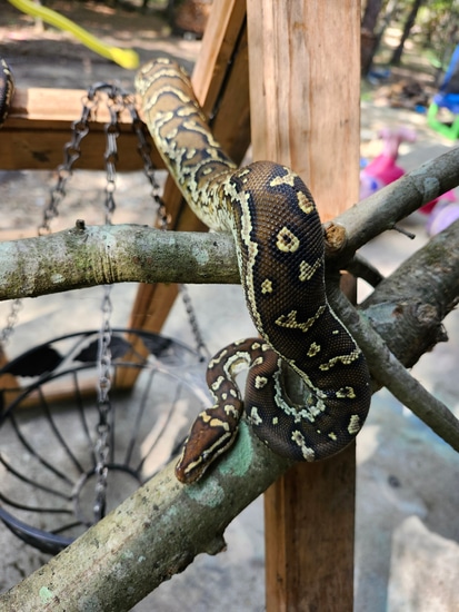 Angolan Python Tame Gorgeous by Buck's Animals
