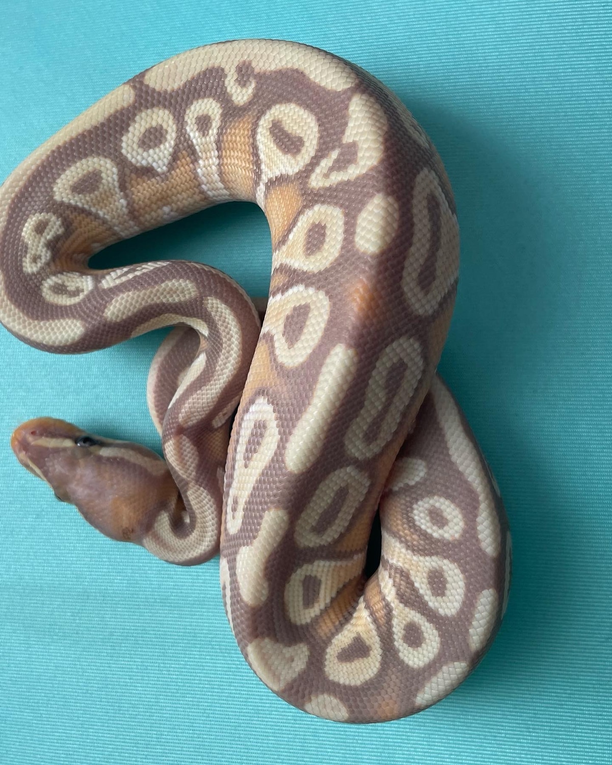 Banana Mojave Het Pied Ball Python by Herts Royals - MorphMarket