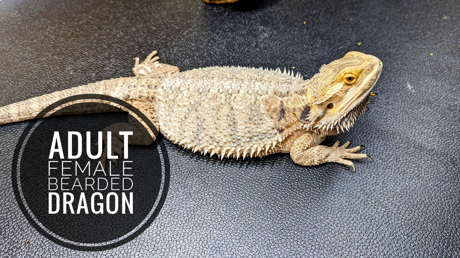 Female Adult Bearded Dragon Central Bearded Dragon by Pet & Aquatic ...