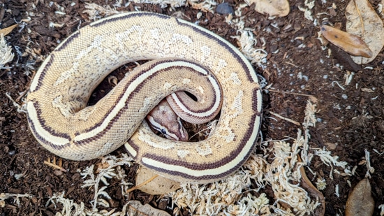 Bypass Ball Python by Pet & Aquatic Warehouse