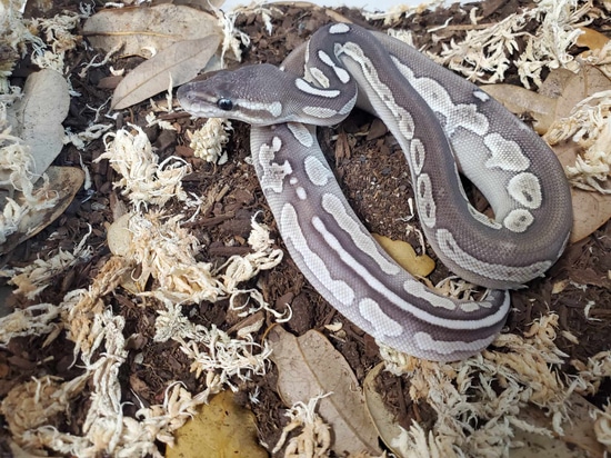 Sale! Axanthic Cinn Lesser Ball Ball Python by Pet & Aquatic Warehouse
