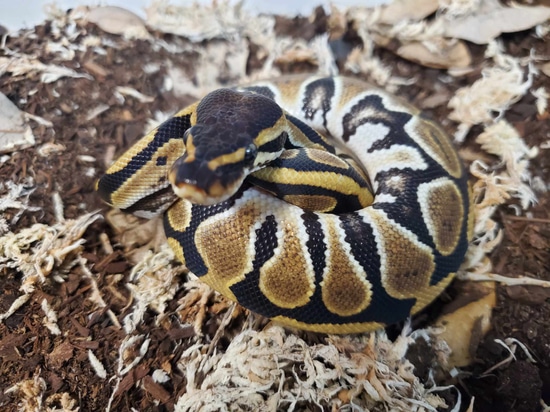 Sale! OD Ball Python (With Hets) by Pet & Aquatic Warehouse