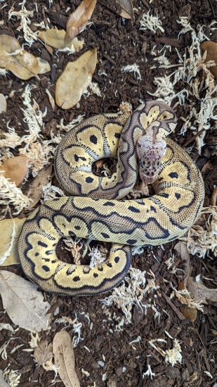 Sale! Pastel Clown Ball Python by Pet & Aquatic Warehouse