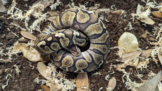Sale! Pastel GHI Ball Python by Pet & Aquatic Warehouse