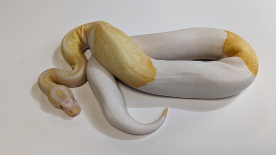 Albino Piebald Ball Python by Pet & Aquatic Warehouse