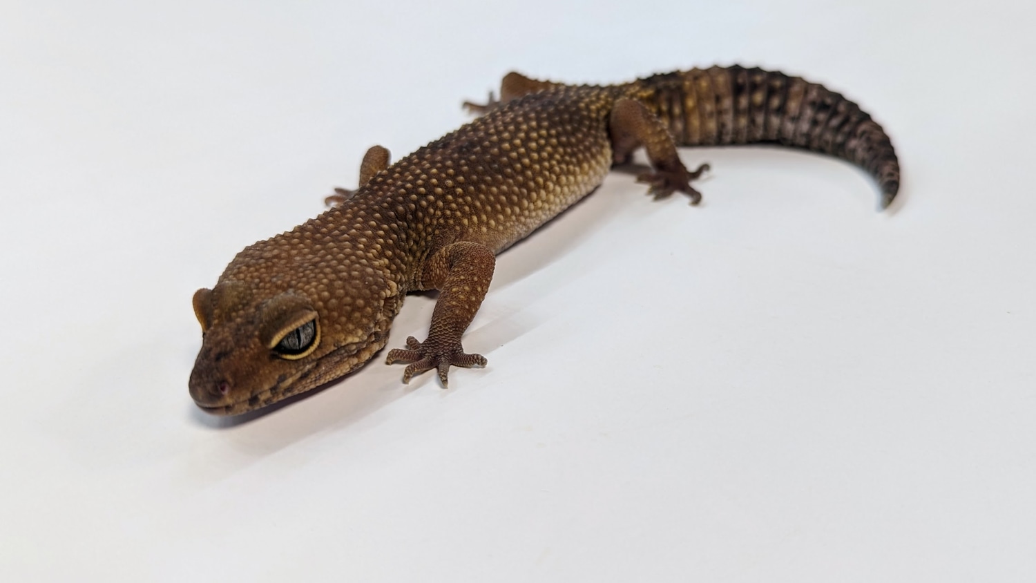 Adult Female Leopard Gecko by Pet & Aquatic Warehouse - MorphMarket