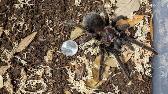 Adult Female Dominican Purple Tarantula by Pet & Aquatic Warehouse