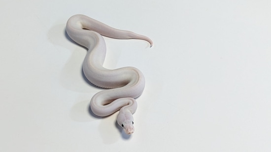 Super Lesser Blue Eye Lucy Ball Python by Pet & Aquatic Warehouse