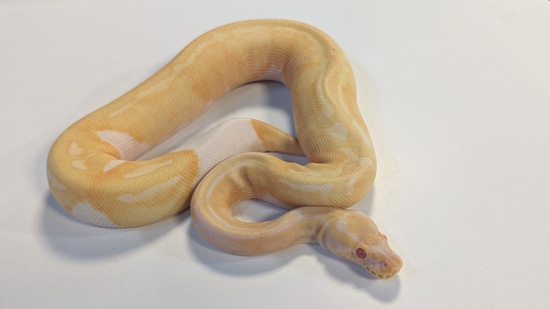 Sale! Albino Piebald Ball Python by Pet & Aquatic Warehouse