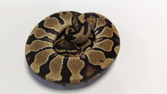 Fire Ball Python Het Clown by Pet & Aquatic Warehouse