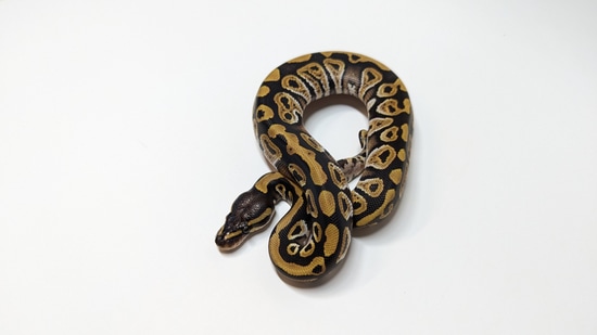 Sale! Phantom Ball Python by Pet & Aquatic Warehouse