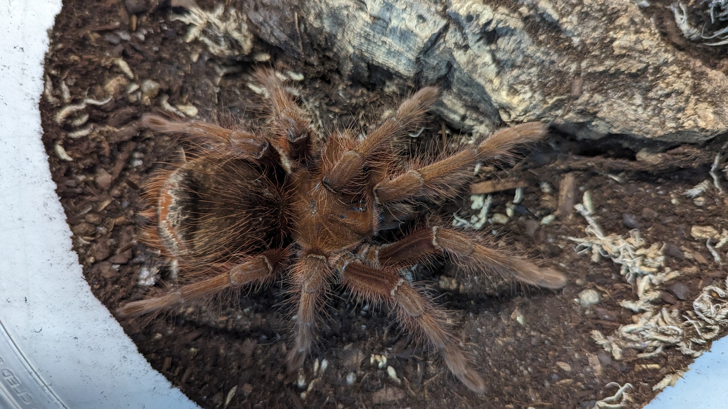 Goliath Pinkfoot Tarantula by Pet & Aquatic Warehouse - MorphMarket
