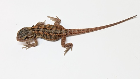 Sale! Red Translucent Bearded Dragons Central Bearded Dragon by Pet ...