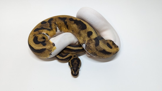 Female Pied Ball Python by Pet & Aquatic Warehouse