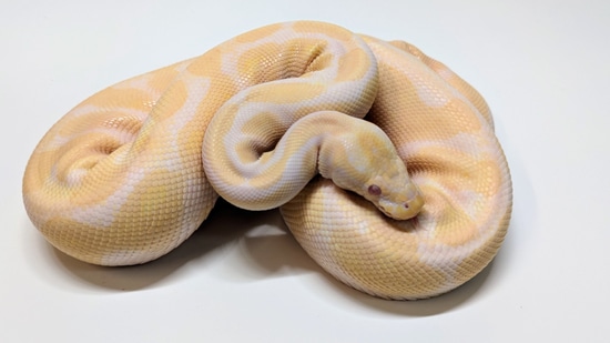 Sale! Adult Albino Ball Python by Pet & Aquatic Warehouse