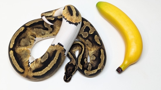 2022 Low-White Pied Ball Python by Pet & Aquatic Warehouse