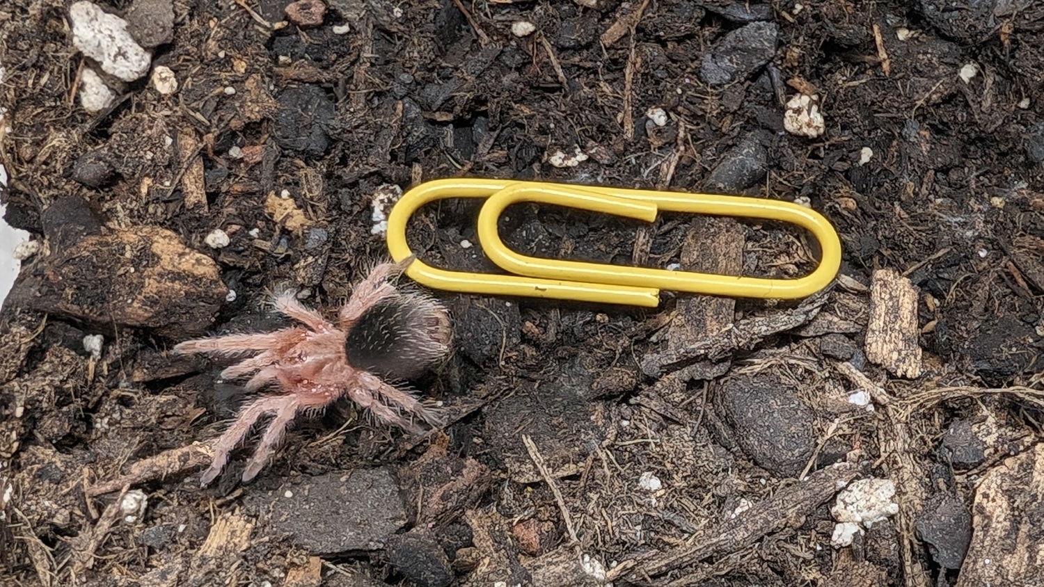 Rose Hair Tarantula (G. Porteri) Slings by Pet & Aquatic Warehouse ...