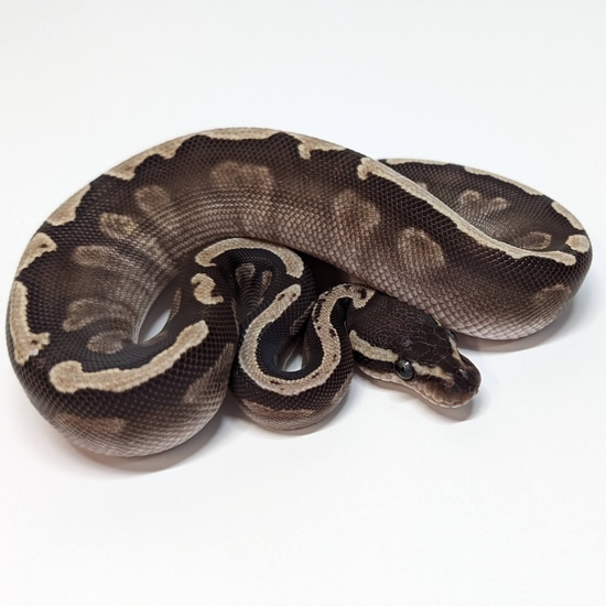 GHI Mojave Ball Python by Pet & Aquatic Warehouse