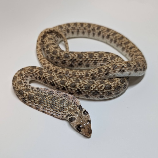 Egyptian False Cobra More Colubrid by Pet & Aquatic Warehouse