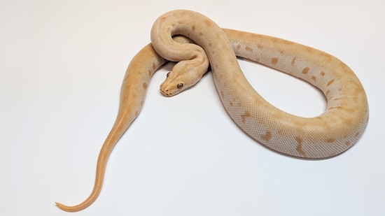 Albino Green Burmese Burmese Python by Pet & Aquatic Warehouse